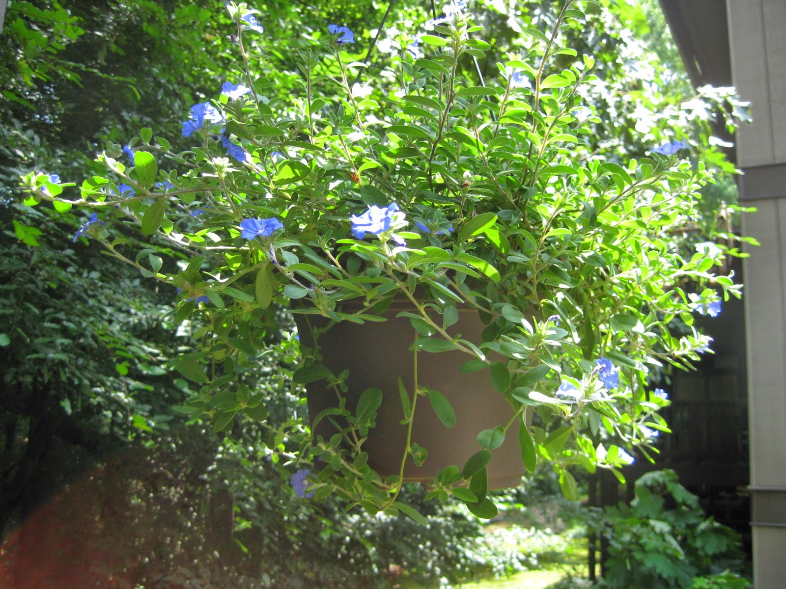 Good things happened: Blue Daze, sounds like summer and organization