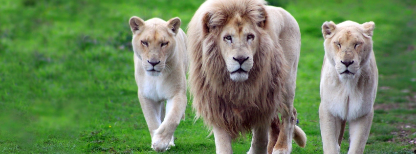 Lion Facebook Covers - Học tiếng nhật, java và mọi thứ