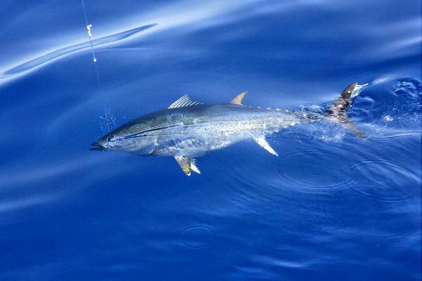 Atún azul (Thunnus thynnus)