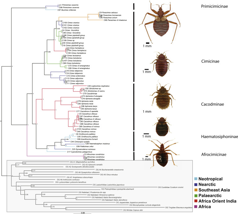 Neuropatía Predicar biología chinche taxonomia planes sombrero Atticus