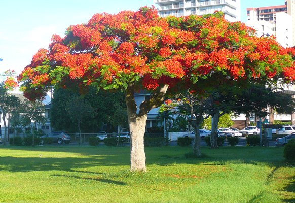 Reynolds Renditions : Flowering Trees In Hawaii (Photos)