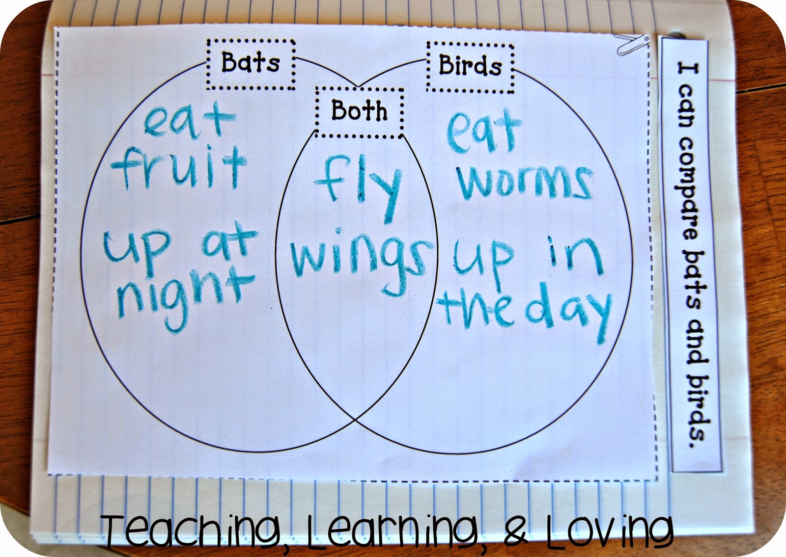 Teaching, Learning, & Loving: All About Bats!
