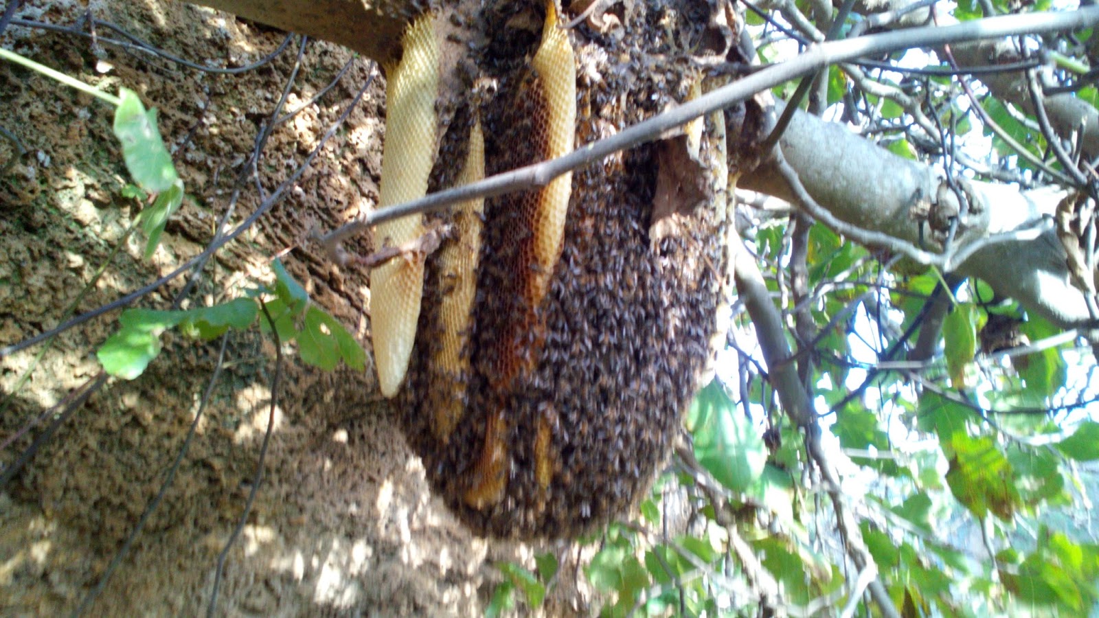 APE NERA SICULA: FOTO