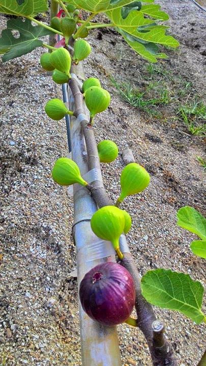 Figs Photo Collection Around the World: Black G Figs - Delizia Garden