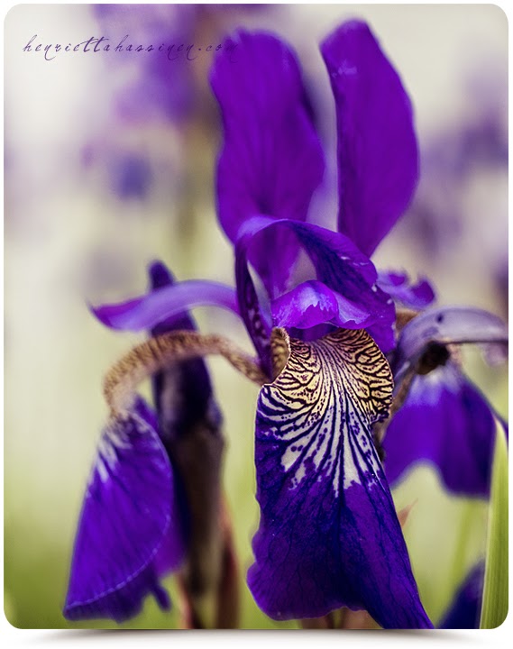 Iiris