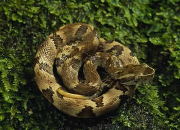 Biólogo na Rede: Répteis da Caatinga