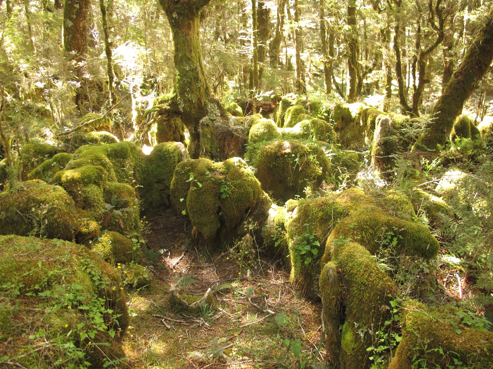 Come, walk with me.: Heaphy Track - day 2 Gouland Downs hut to Saxon Hut