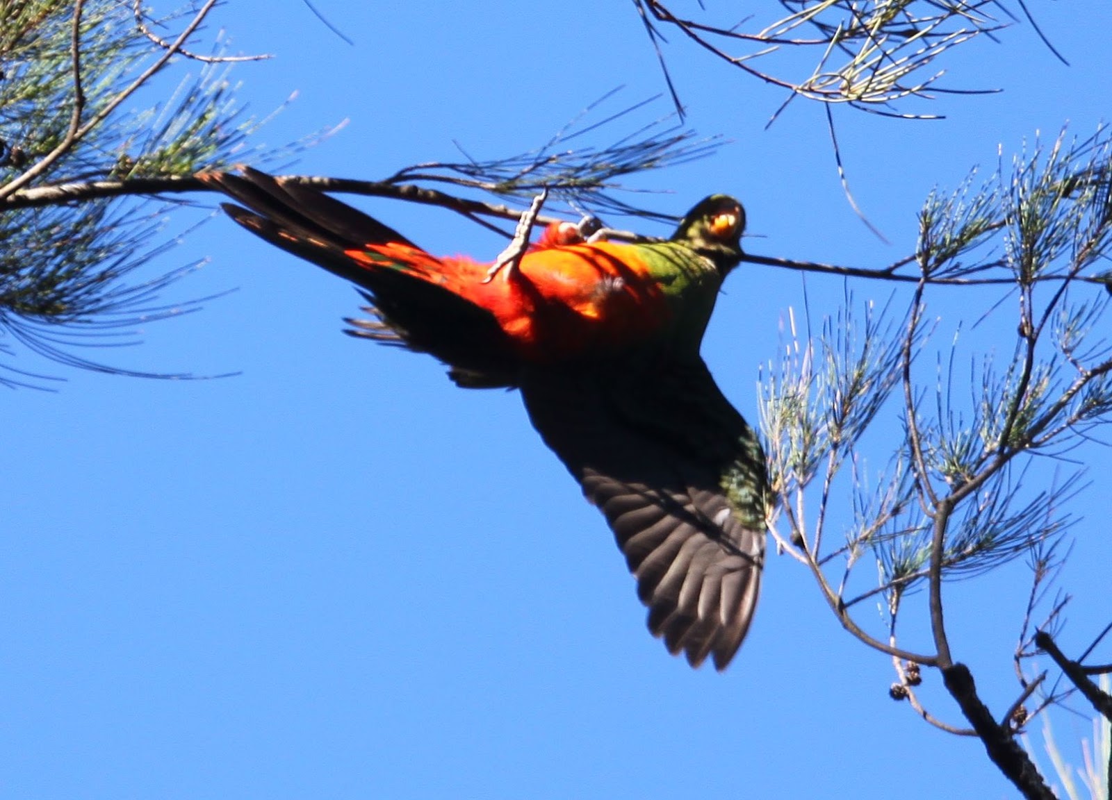 Richard Waring's Birds of Australia: Wee Jasper NSW Birds Part 1 ...