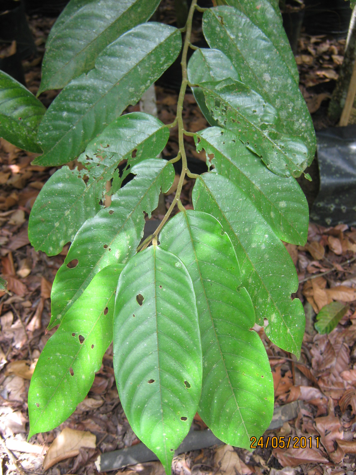 TROPICAL PLANT LIBRARY: Shorea lepidota/ meranti langgong