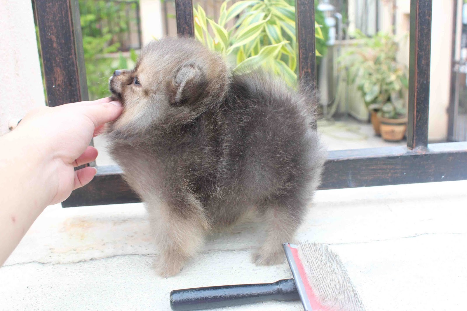 LovelyPuppy: Wolf/Sable Color Pomeranian Puppy