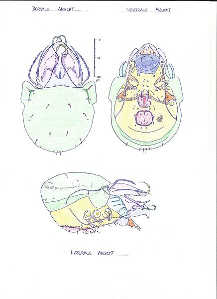Variety of Life: Acaroceras (Acaroceras)