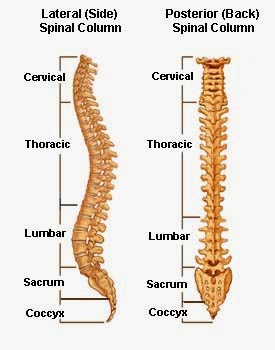 Construction of spine