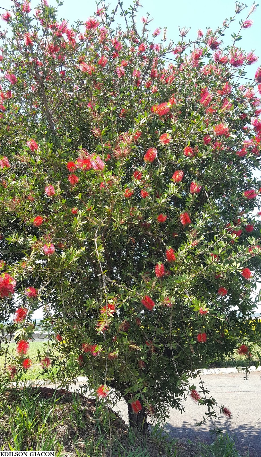 Viveiro Ciprest - Plantas Nativas e Exóticas: Calistemo Vermelho Erecto ...