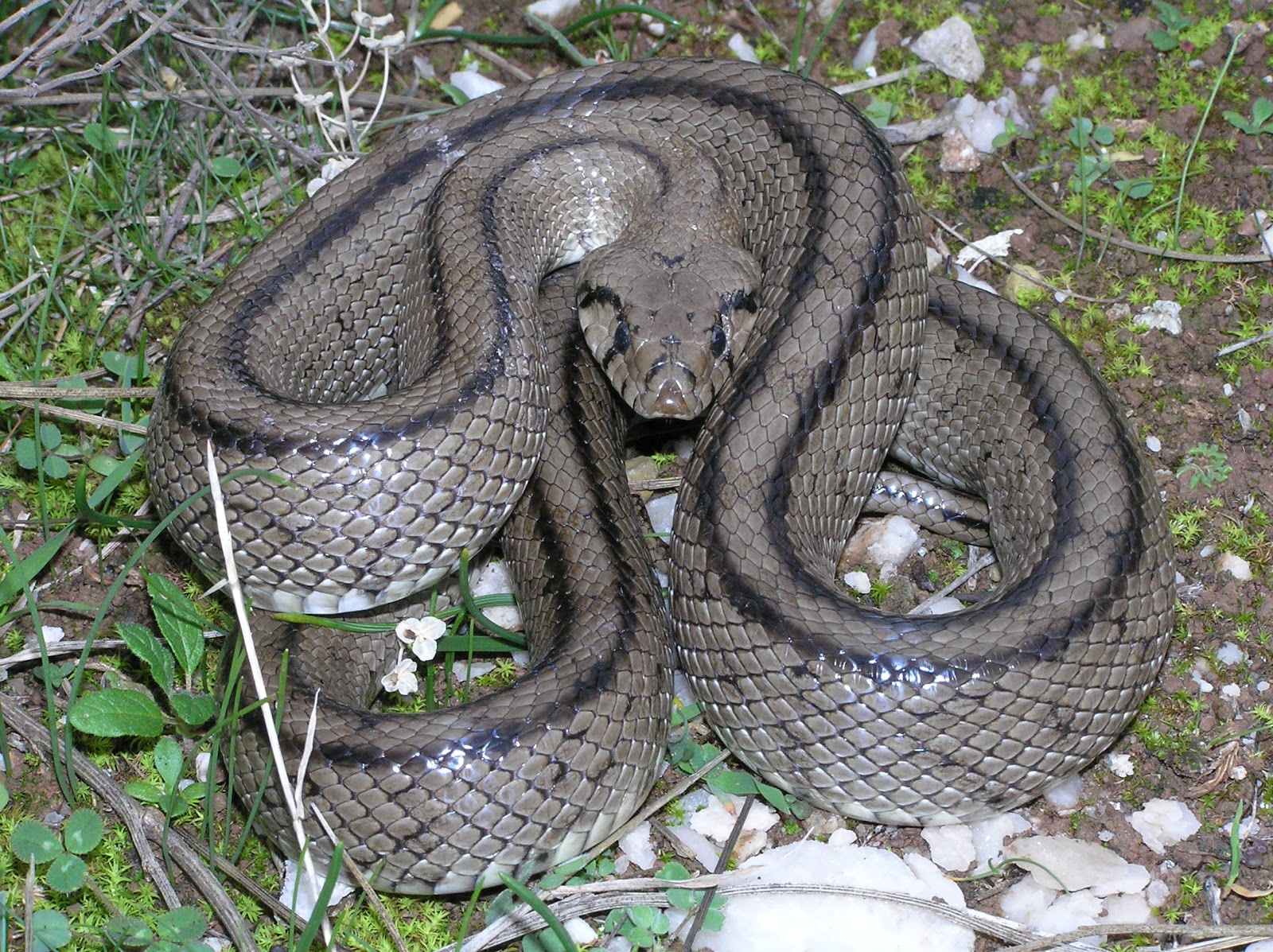 Alma biológica: Si el alicante viera