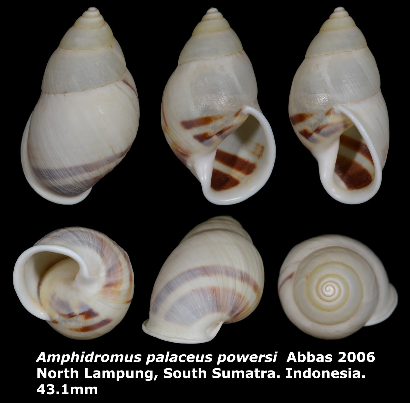 Dr. Lee's Gallery Museum: Amphidromus palaceus powersi 43.1 to 46.86mm
