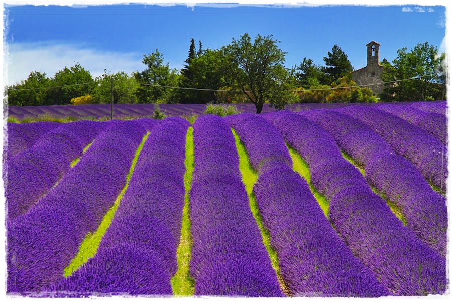 VISIÓN Diario del conurbano sur: AQUELLOS CAMPOS DE LAVANDA EN LA ...