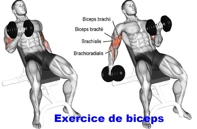 Exercice du biceps ~ Sport et Santé