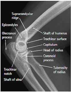 Medical Imaging Technology: Radiographic Anatomy of Elbow