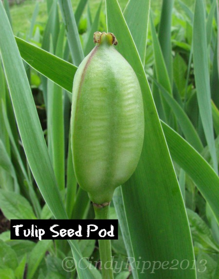 Cindy Rippe, Artist - Florals - Family - Faith: Have you ever tried to ...