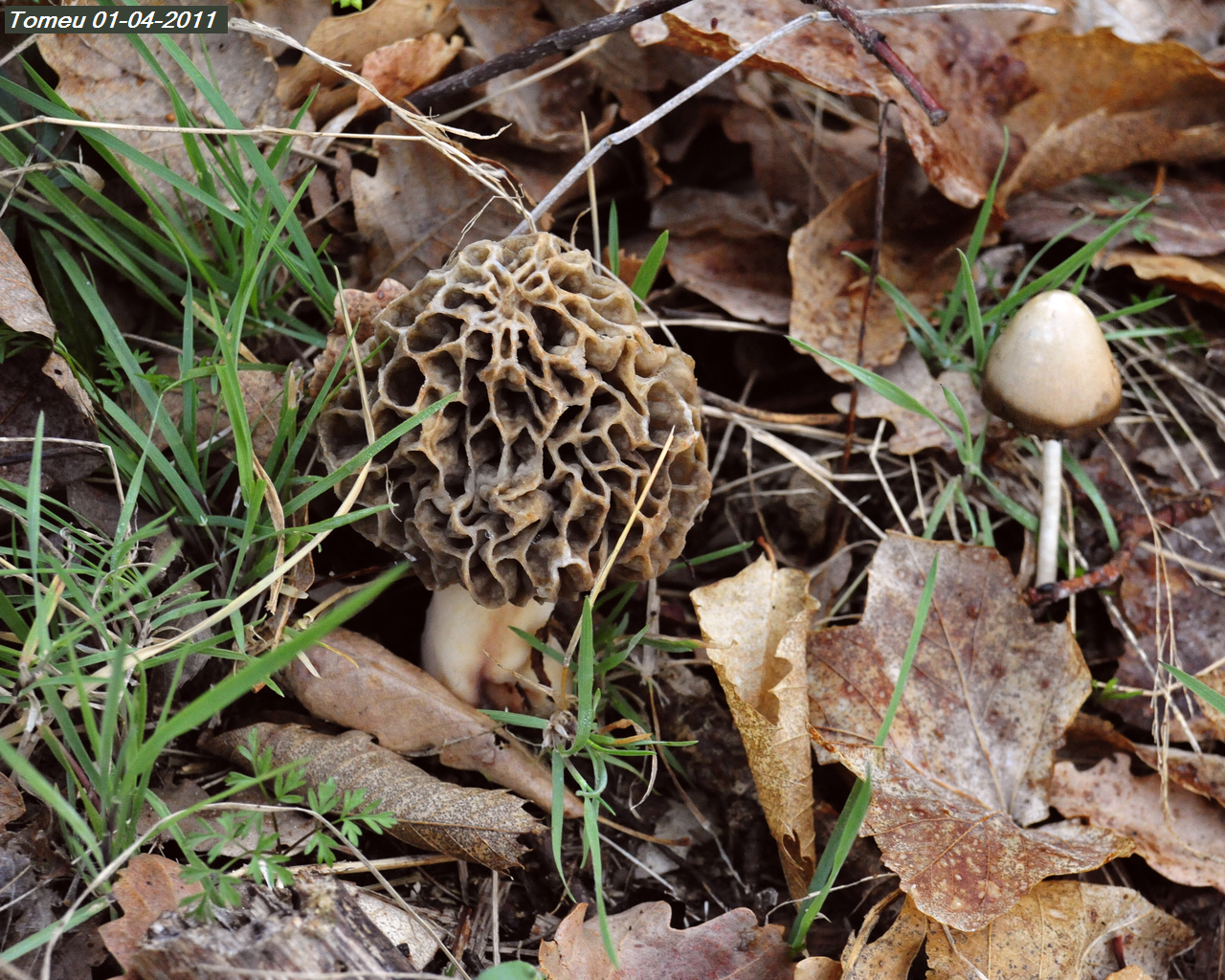 El Bloc d'en Tomeu: Abril, esclat dels arbres caducifolis