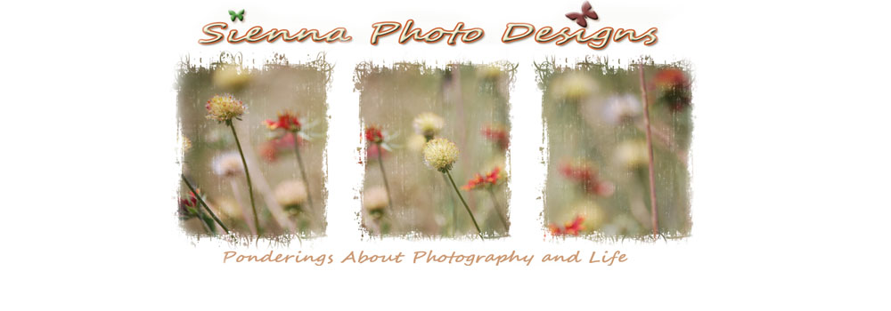 Sienna Photo Designs: Texture Freebies