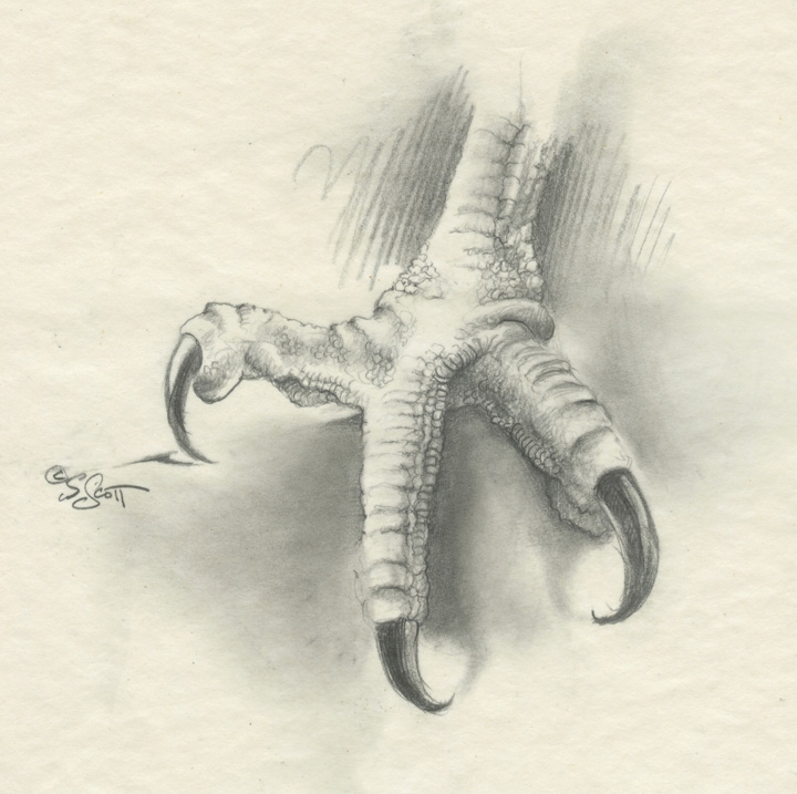 Sandy Scott Art: #430 In the studio: Bird anatomy, con't