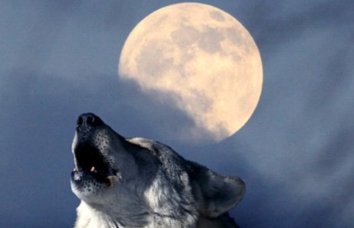 White Wolf : Women's Moon: What You Need to Know About August Full Moon ...