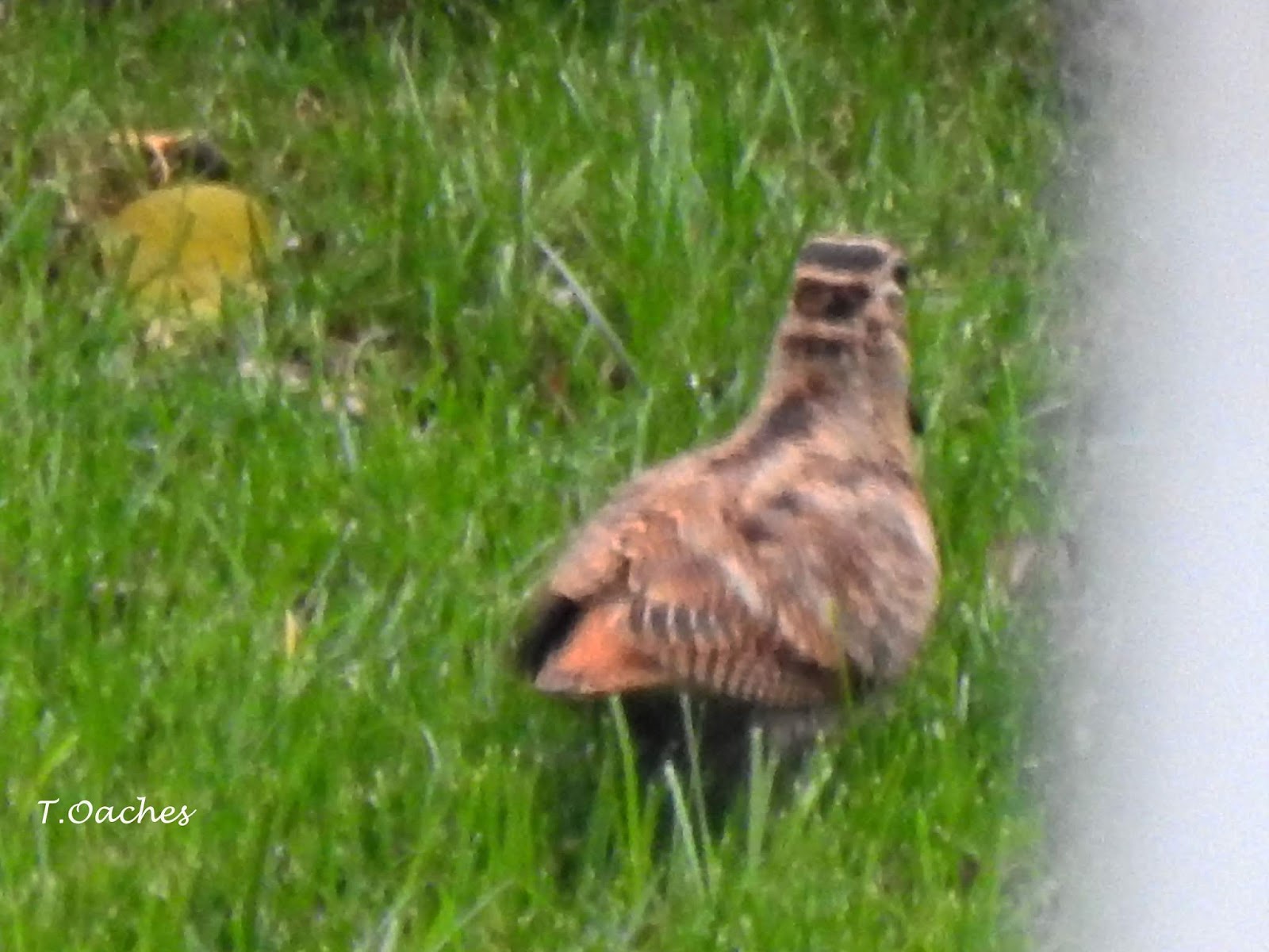 PASARI DIN ROMANIA: sitar de padure