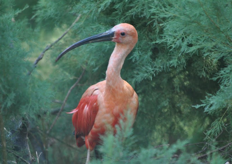 ZOOTOGRAFIANDO (6.100 ANIMALS): IBIS ROJO O ESCARLATA / SCARLET IBIS ...