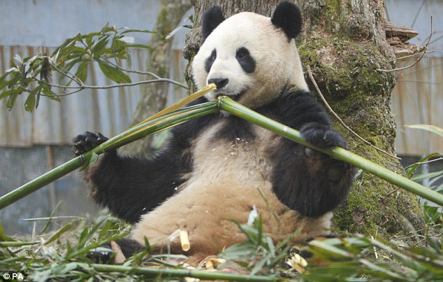 The animal zone: It's panda-monium: Giant pandas Sweetie and Sunshine ...