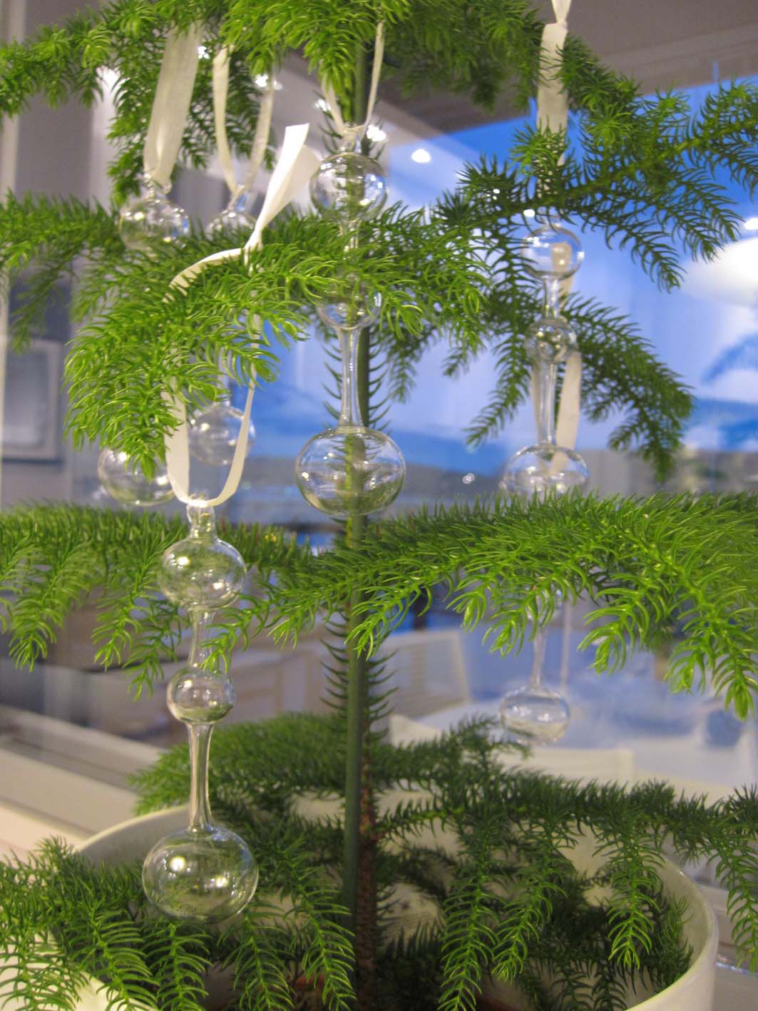 MMG: Vår julgran är flerårig...