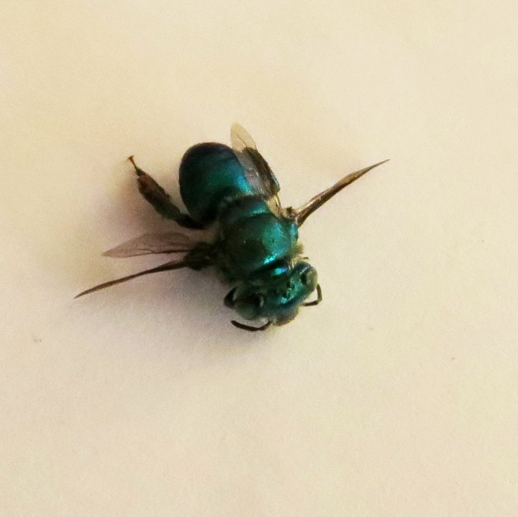 Hiking Curaçao - Flora and Fauna: Green Fly - Blue Fly - Blauwgroene ...