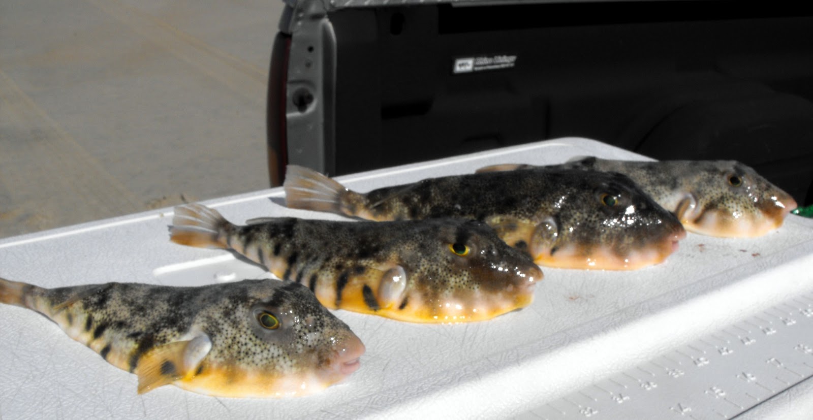 Top Water Charters Fishing Reports and News Beaufort Morehead City ...