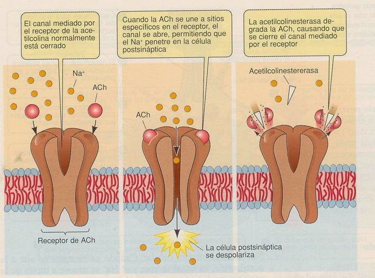 SINAPSIS ~ Los neurotransmisores en el funcionamiento del cuerpo humano ...