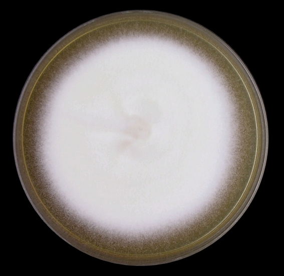 Fun With Microbiology (What's Buggin' You?): Trichophyton tonsurans