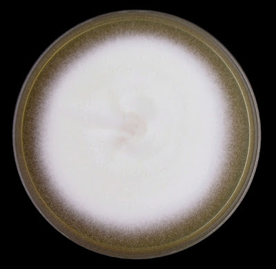 Fun With Microbiology (What's Buggin' You?): Trichophyton tonsurans