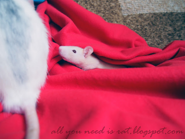 all you need is rat: red rat carpet ;)