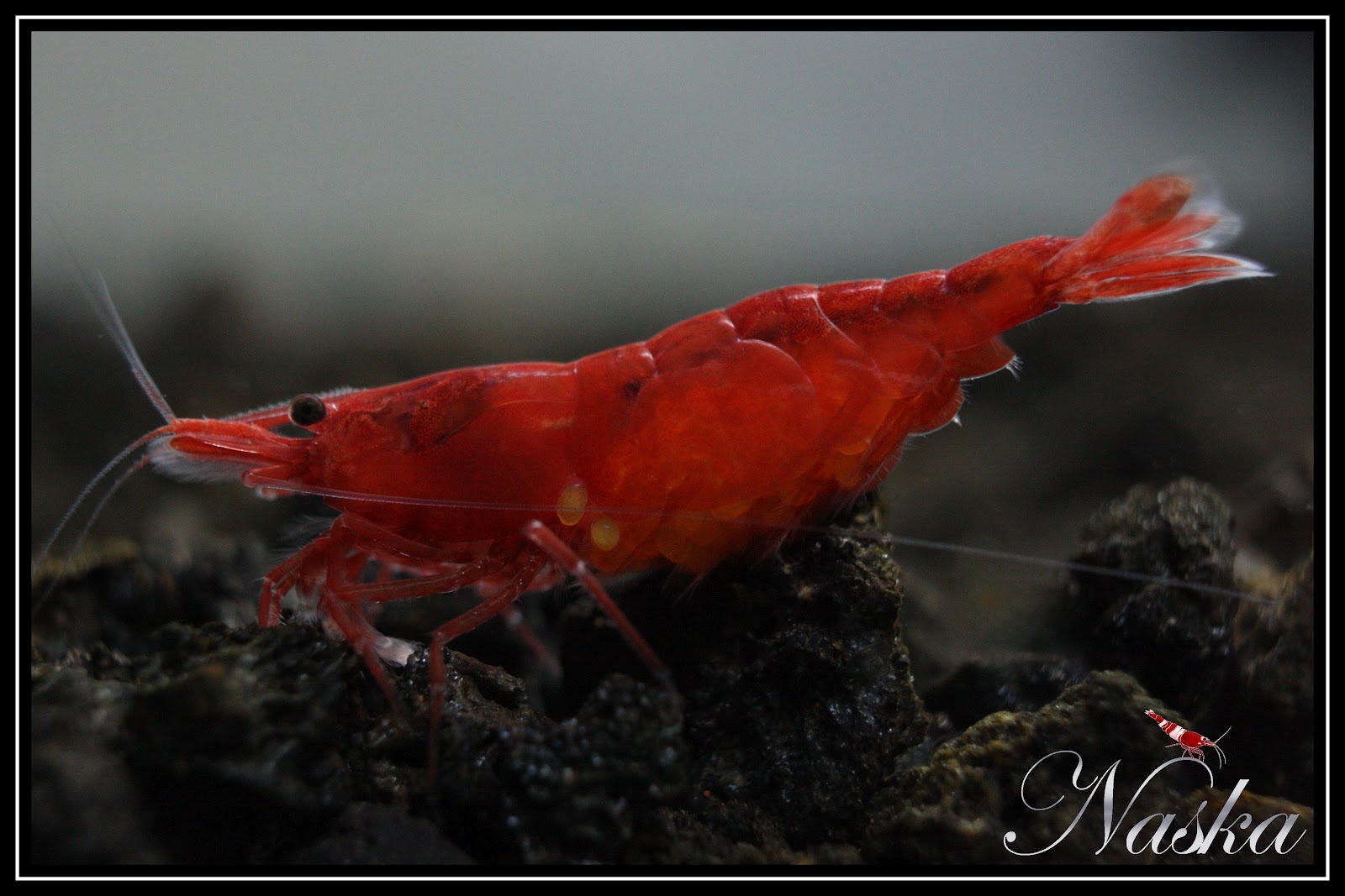 Shrimps of Naska: La reproduction des crevettes