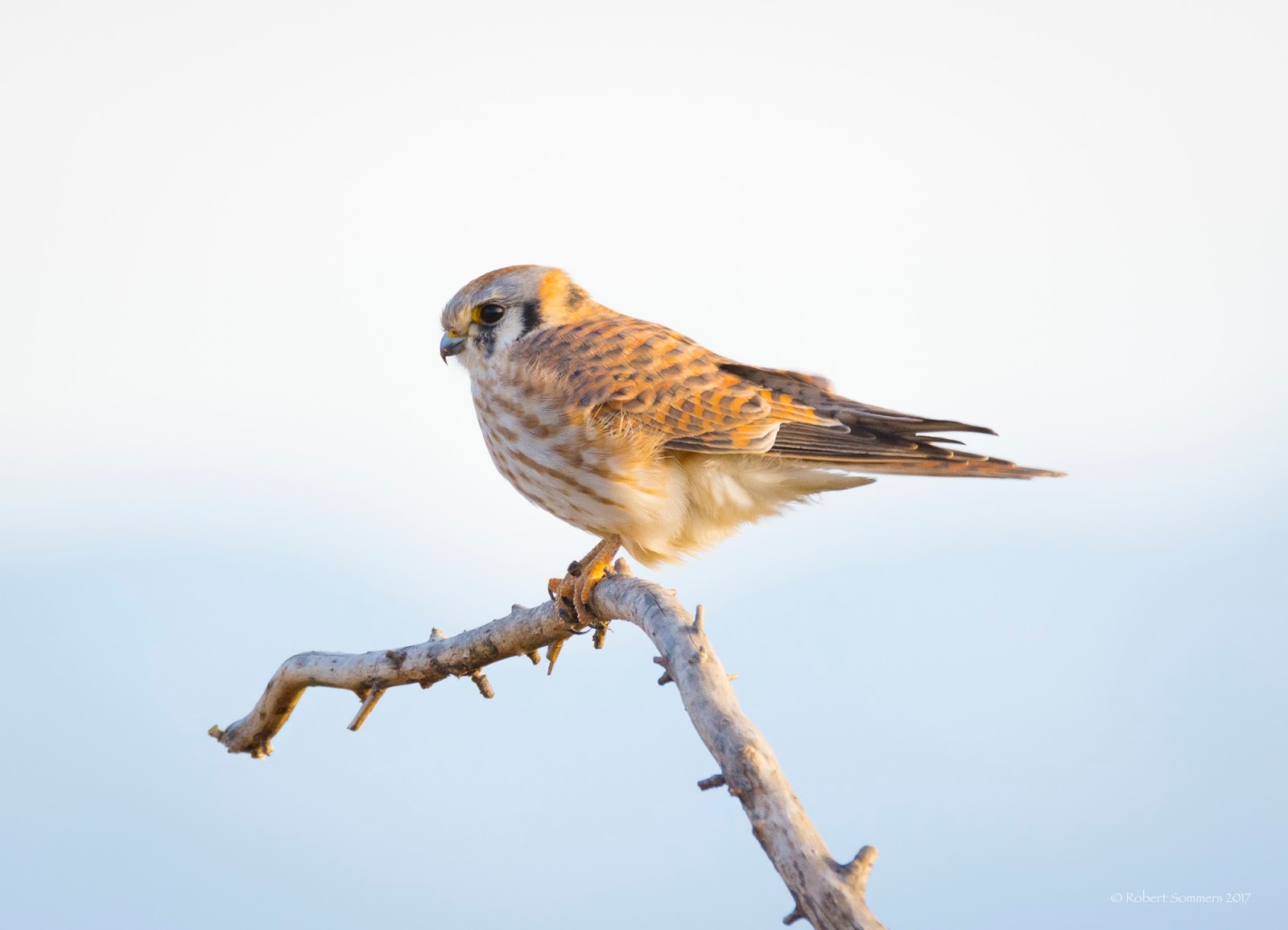 Blue Heron Blast: Kestrel