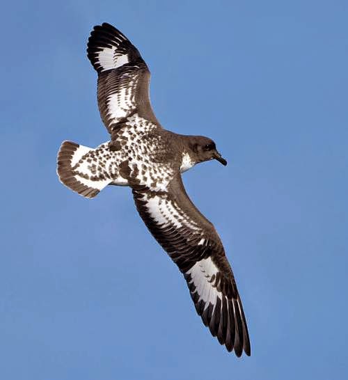 Cape petrel | Birds of India | Bird World