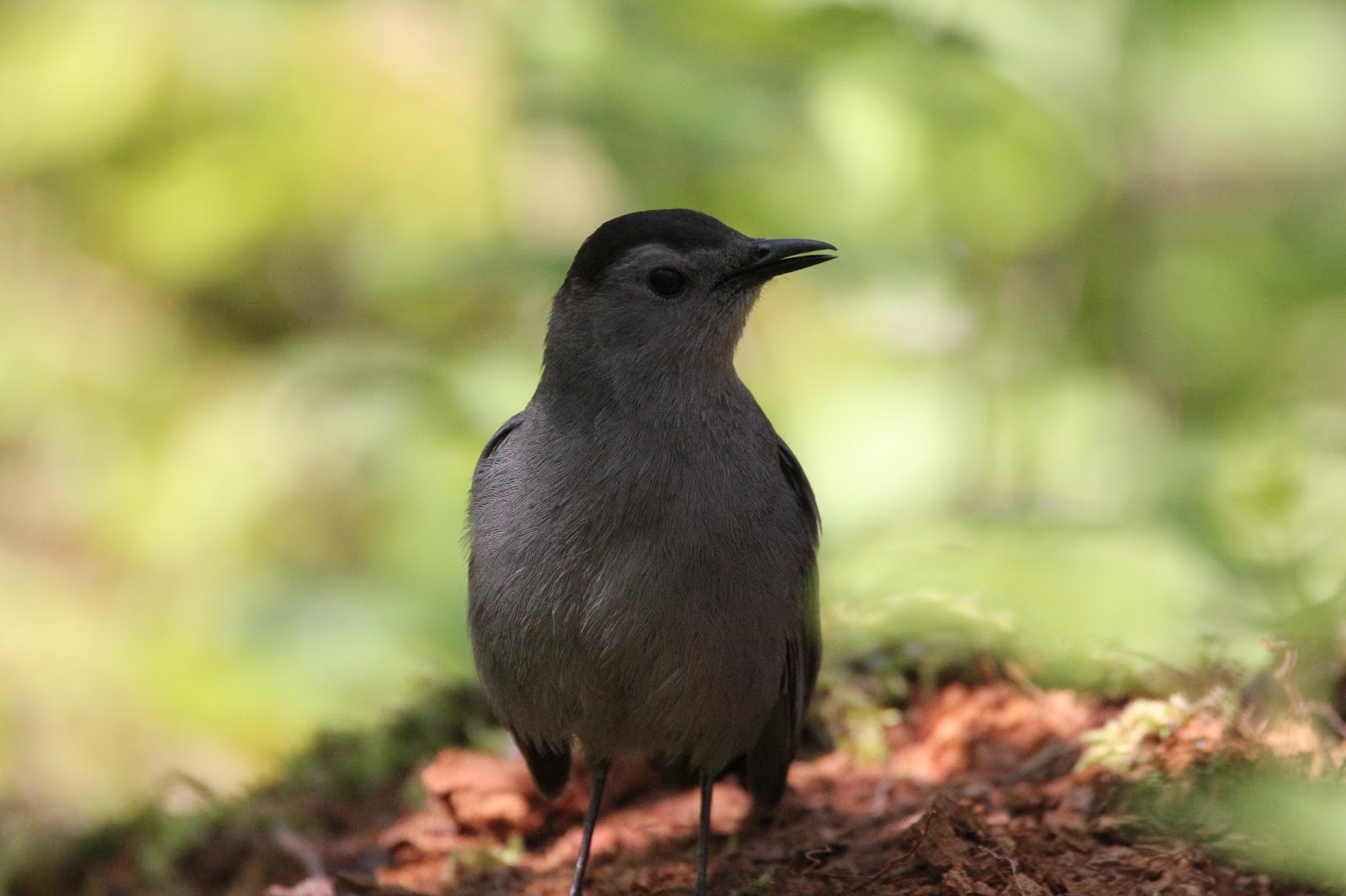Birds, Bugs, and Botany: Point Pelee Big Day! (Part 1)
