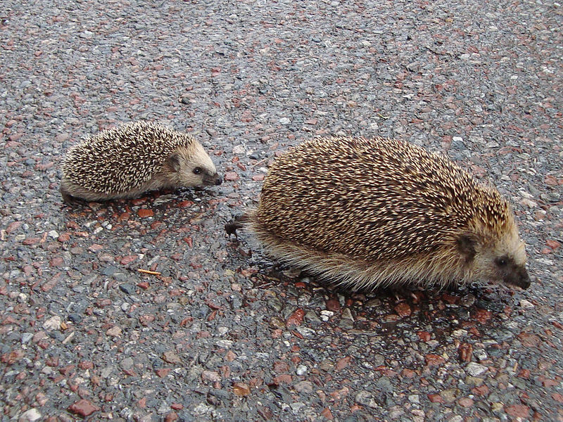 Flora y Fauna de las Sierras de Jaén: ERIZO COMUN O EUROPEO