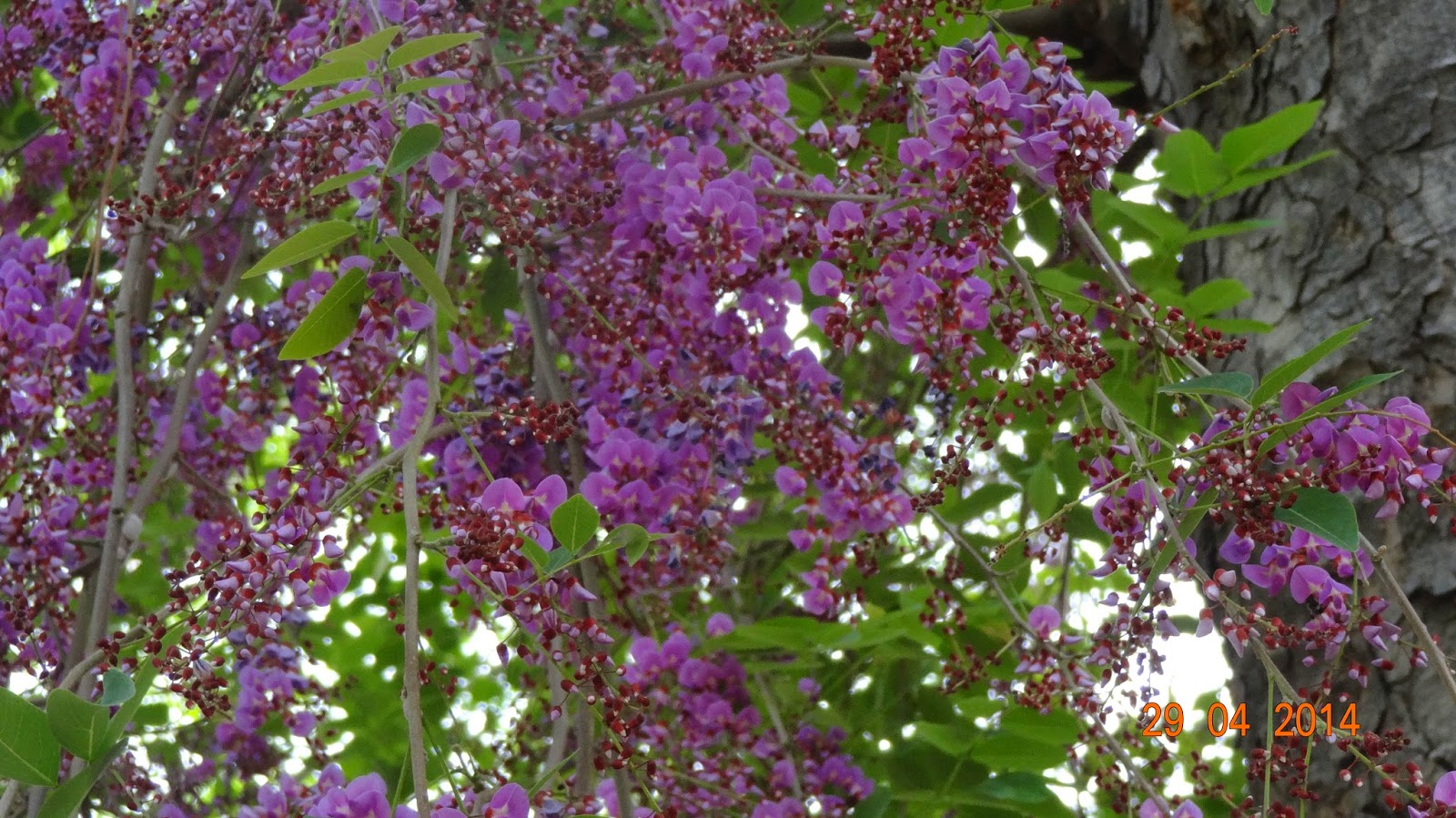 Plants of Lahore - Pakistan: Millettia- Villayti Shishum- Lilac profile