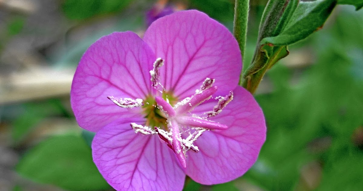 Kinde: Yahuar Chonka