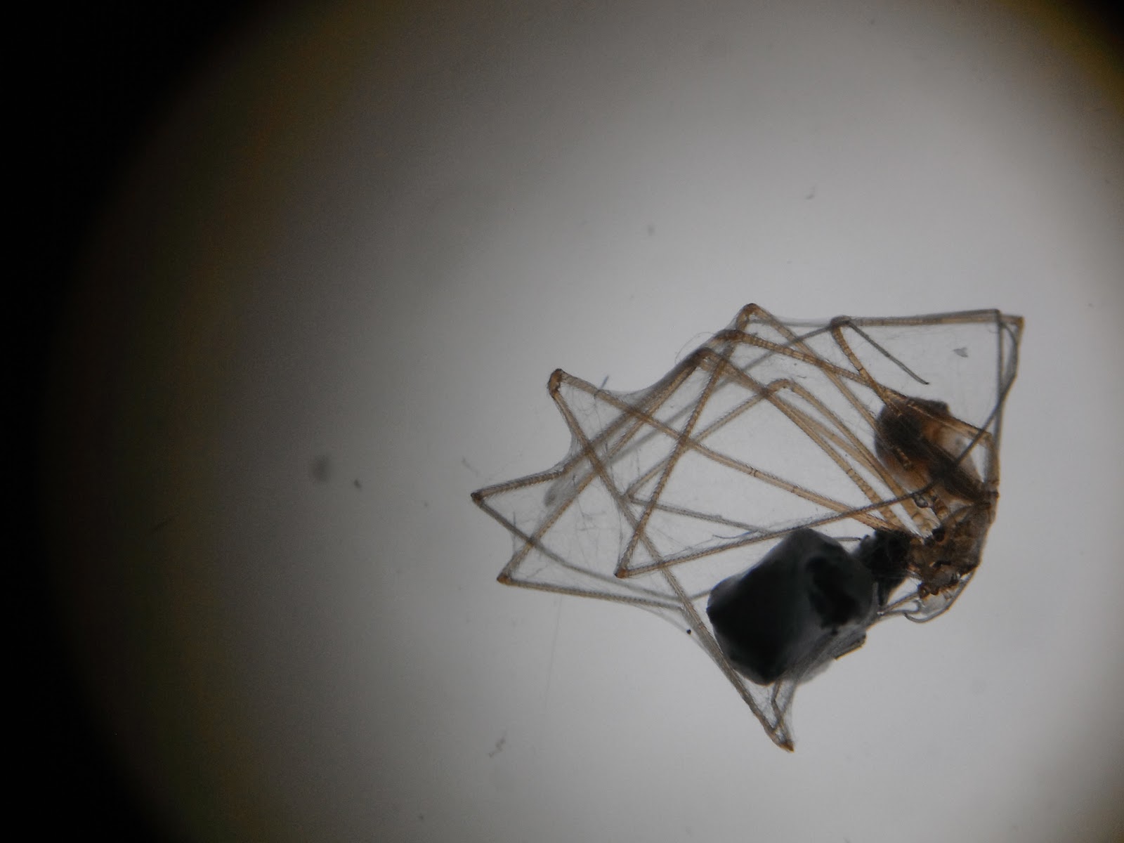 A TRAVÉS DEL ESTEREOSCOPIO : Araña Casera " Pholcus Phalangioides ...