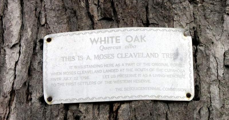 a voice from the rustbelt: Moses Cleaveland Trees