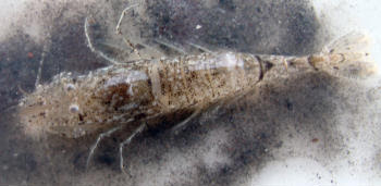 Variety of Life: Crangonoidea