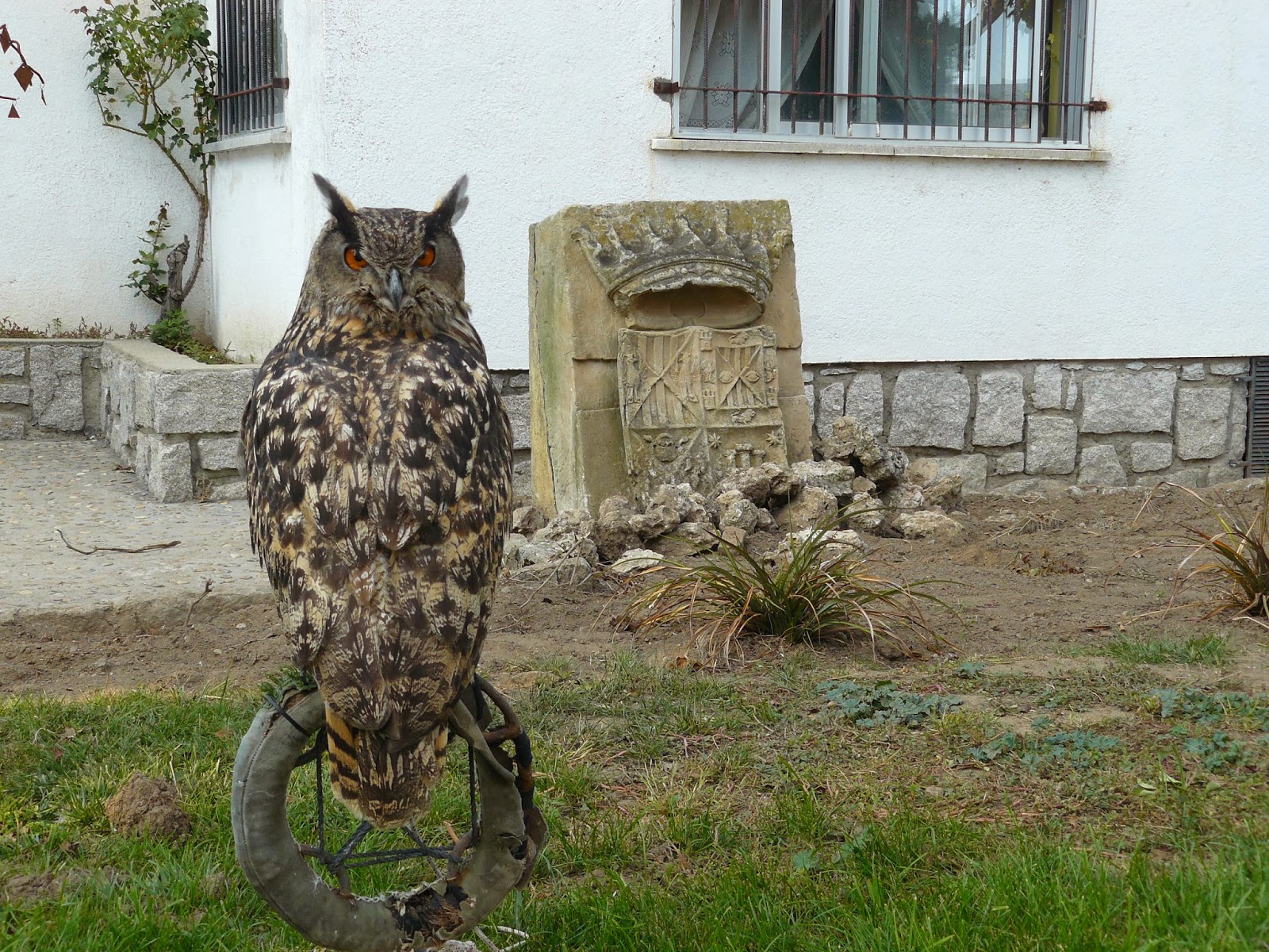 Forest Forestal: Búho real