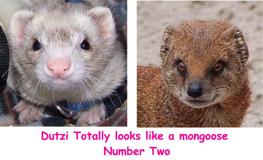 The Adventures Of Otterwoman: It's a crazy wild mongoose!