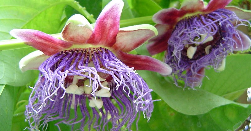 ludisa en ecuador: LES FRUITS #1 : LA "BADEA"